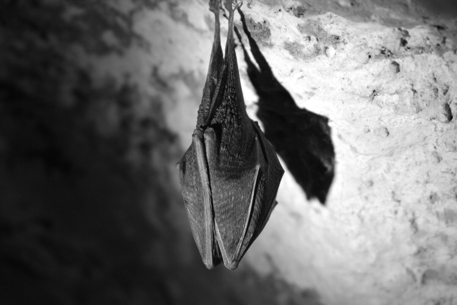 New Infrared Cameras for Greenlight Bat Surveys - Blog