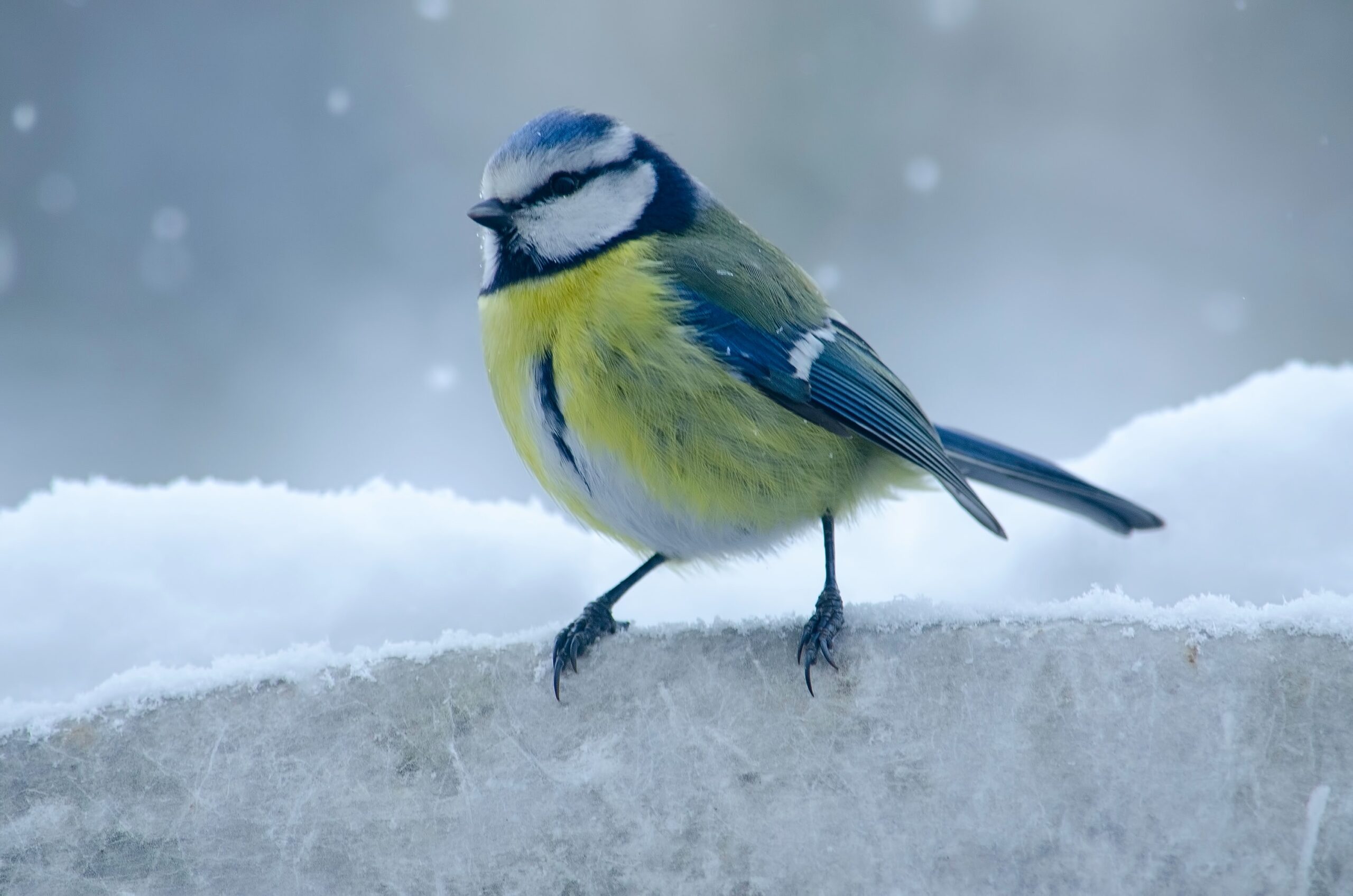 Why Are Wintering Bird Surveys Important? | Greenlight