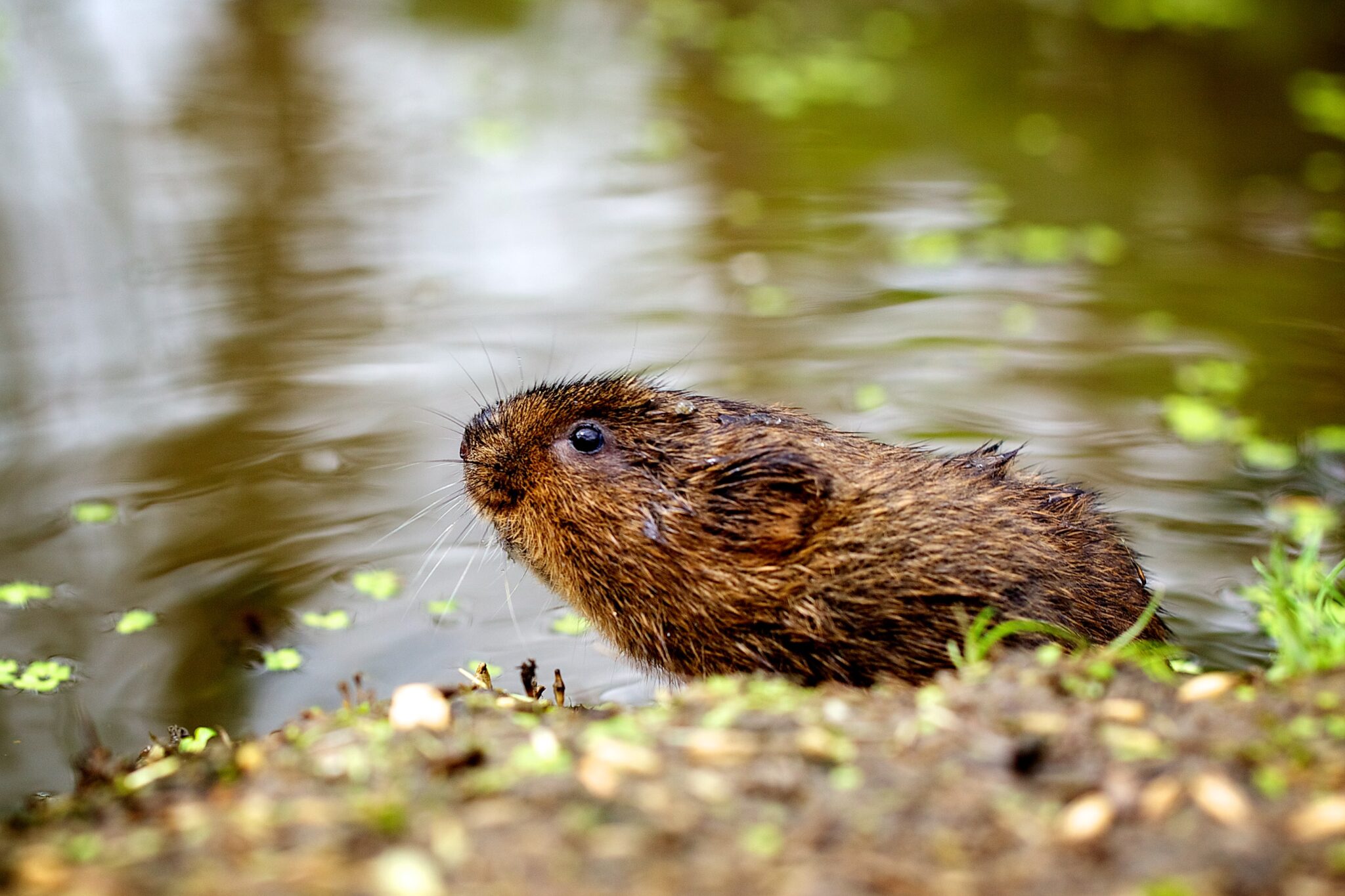 The Role of Water Voles as Ecosystem Engineers | Greenlight