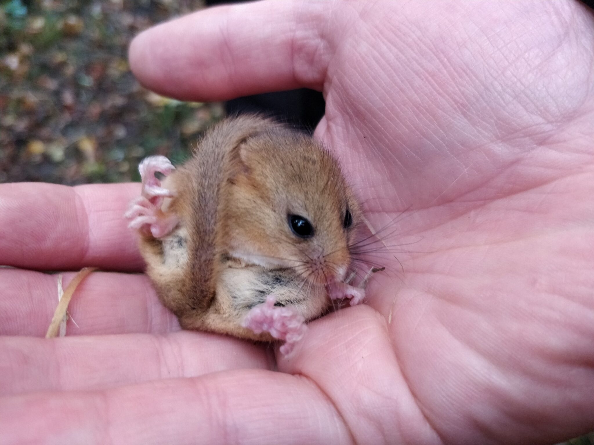 Why are Dormice Endangered? - Greenlight Environmental
