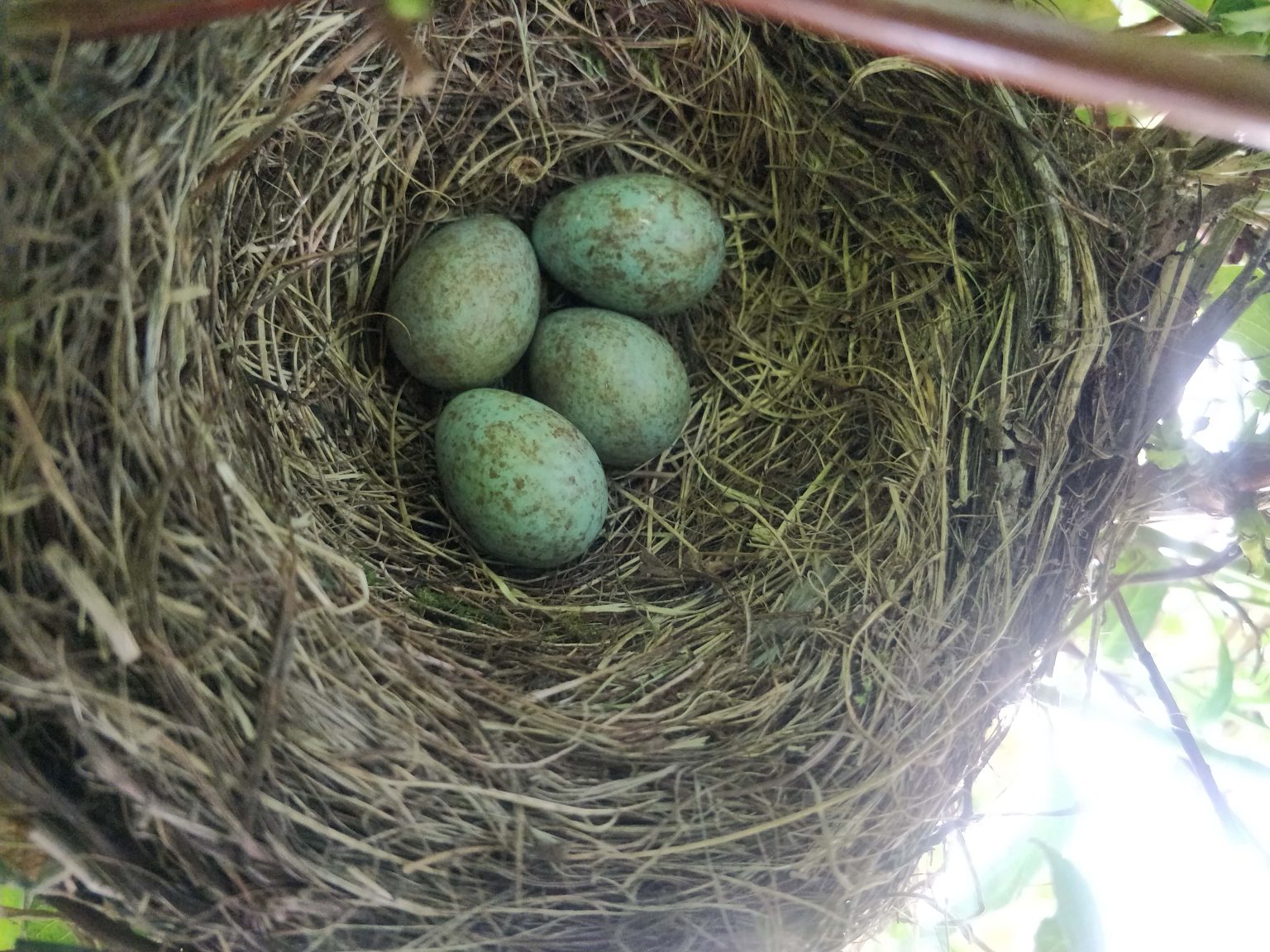 When is a Bird Breeding Survey Needed? | Greenlight